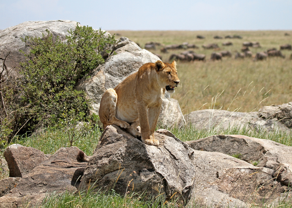 Wildlife Viewing – ConQuest Adventures